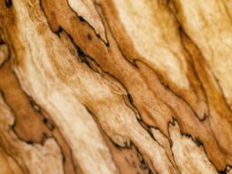 What is spalted wood and what makes it so special? - Working with Live ...